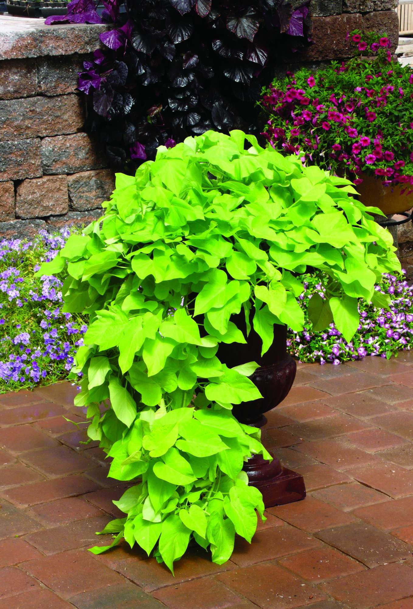 Lime Green Sweet Potato Vine