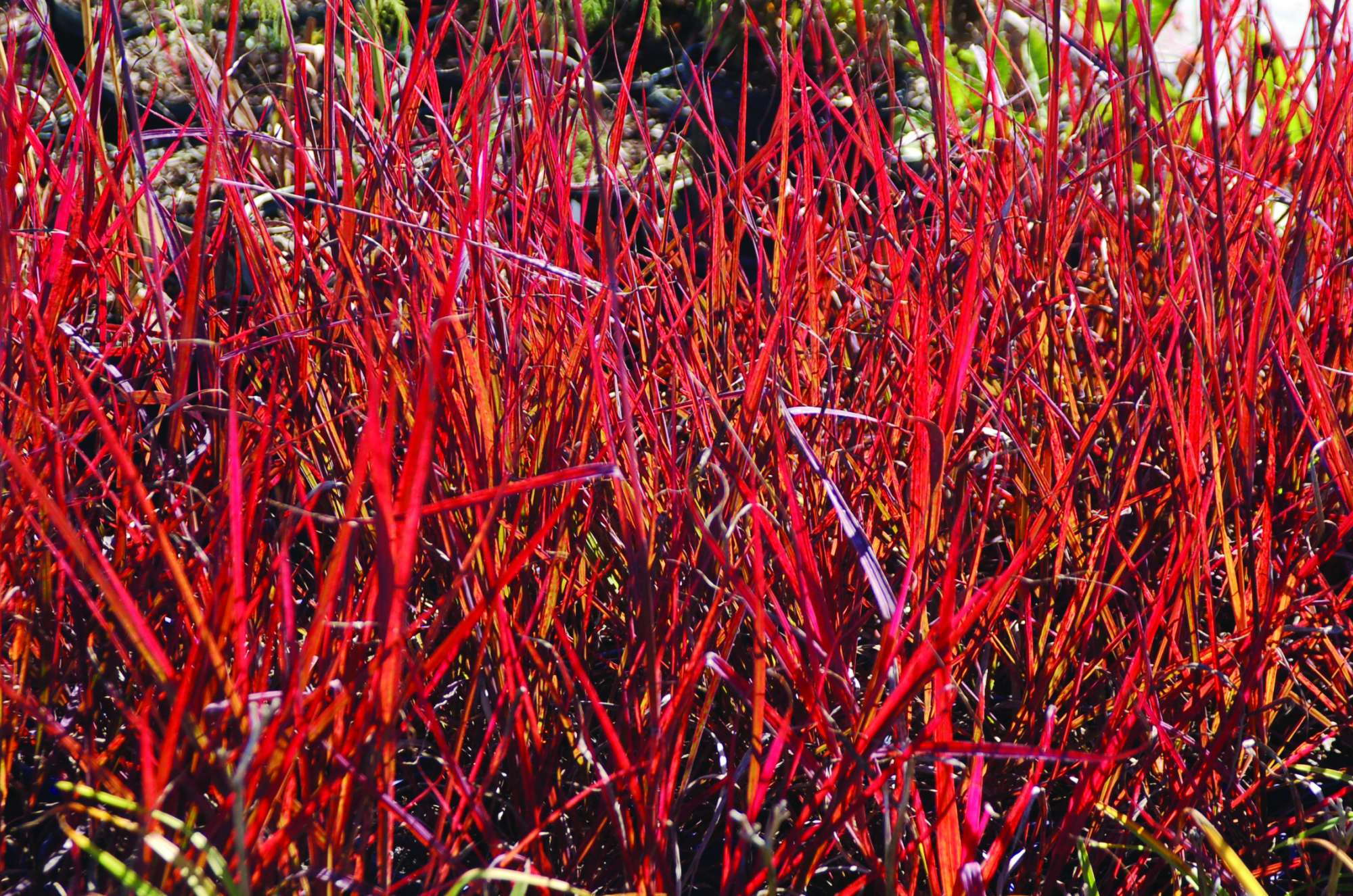 Red Stems And Red Flowers Make Andropogon Red October A Hot Grass For