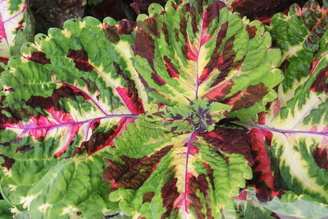 Next Generation Coleus Offers Production Advantages - Greenhouse Grower