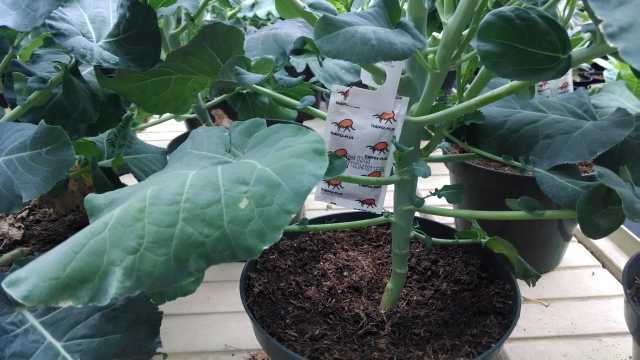Pork & Plants Uses Biocontrols To Maintain Effective Pest Control ...