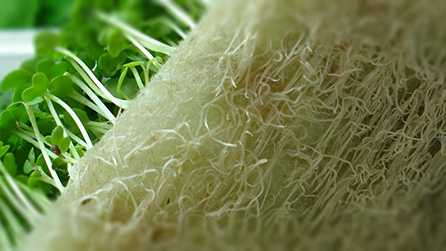 Grow-Tech Announces BioStrate, Its Newest Hydroponic Growing Medium ...