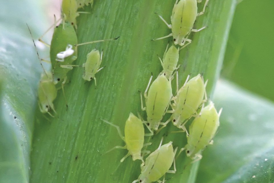 EPA Approves Syngenta’s Mainspring GNL Insecticide For Use In ...