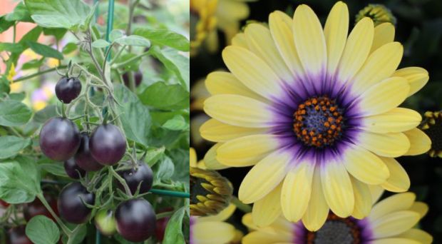 What's Most Popular On Google — Flowers Or Produce? - Greenhouse Grower