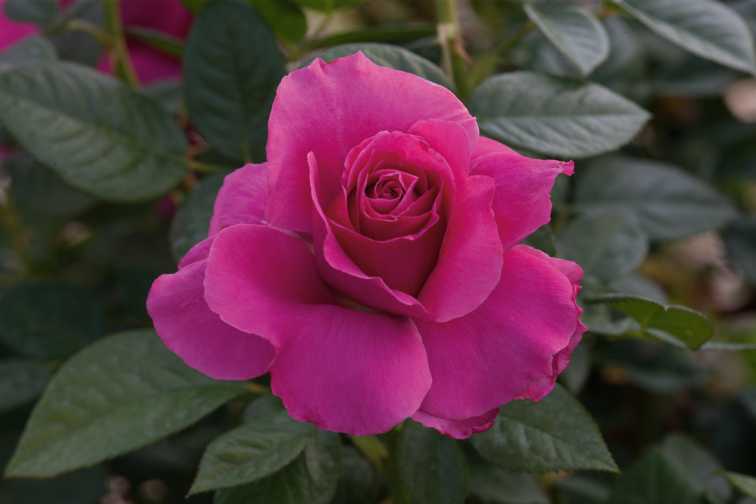 Rose Breeders Offering Several New Varieties For Growers In 2016 ...