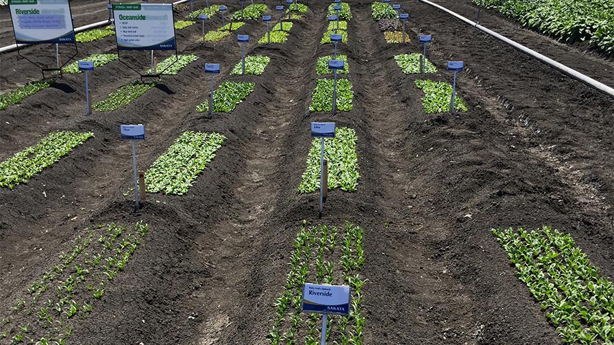 California Summer Vegetable Trials In August Will Cover A Wide Range Of ...