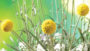Growing Tips for Craspedia ‘Golf Beauty’ - Greenhouse Grower