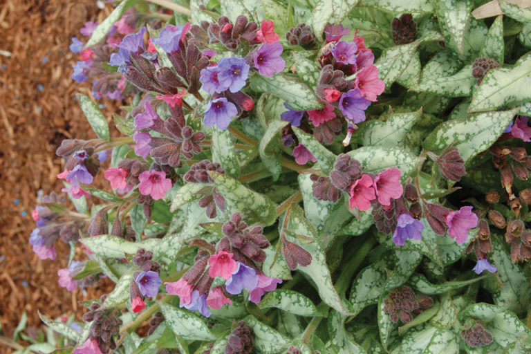 How to Keep Your Perennials Healthy and Disease-Free - Greenhouse Grower