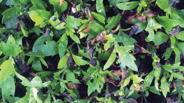 Tips to Minimize Late-Stage Foliar Disease Pressure in Garden Mums ...