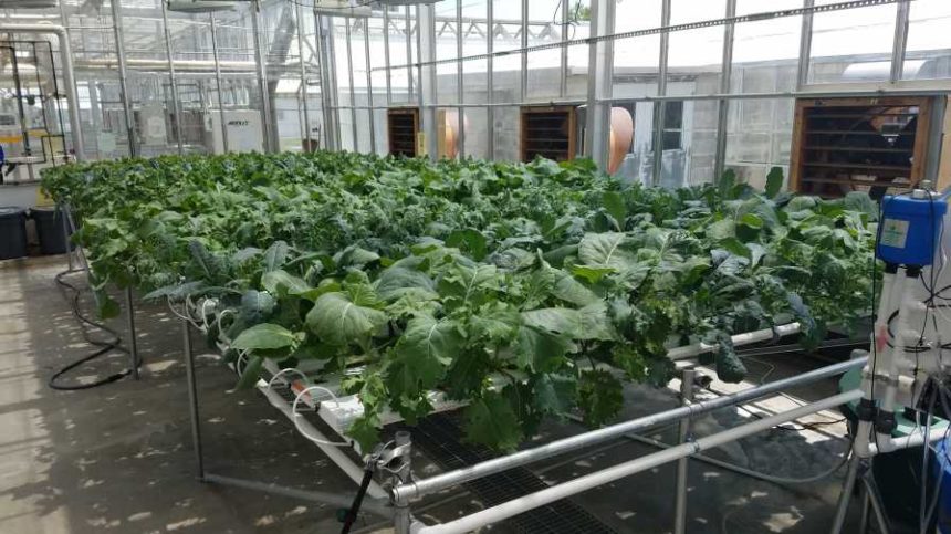 5 Top Takeaways From Trial of Hydroponic Kale Cultivars - Greenhouse Grower