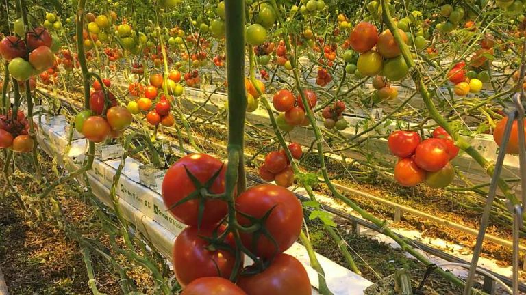 Your Guide to High-Wire Tomato Growing - Greenhouse Grower