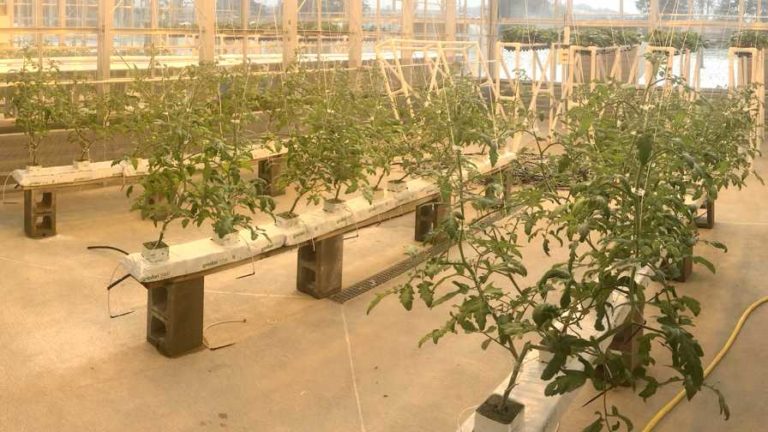Learn the Basics of Greenhouse Tomato Crop Steering - Greenhouse Grower