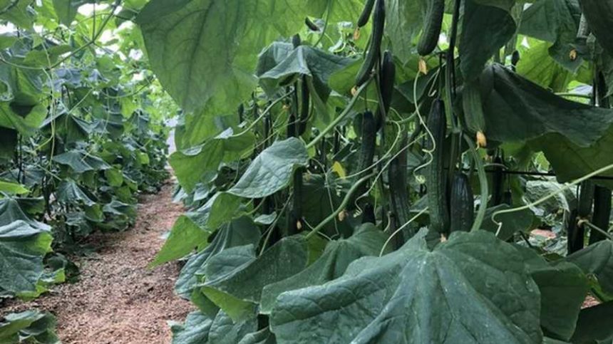 Tips on Producing a Better Greenhouse Cucumber - Greenhouse Grower