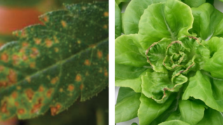 Cannabis Nutritional Needs Go Beyond N-P-K - Greenhouse Grower
