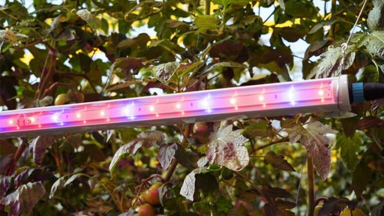 Research Confirms Potential of Intra-Canopy Lighting for High-Wire ...