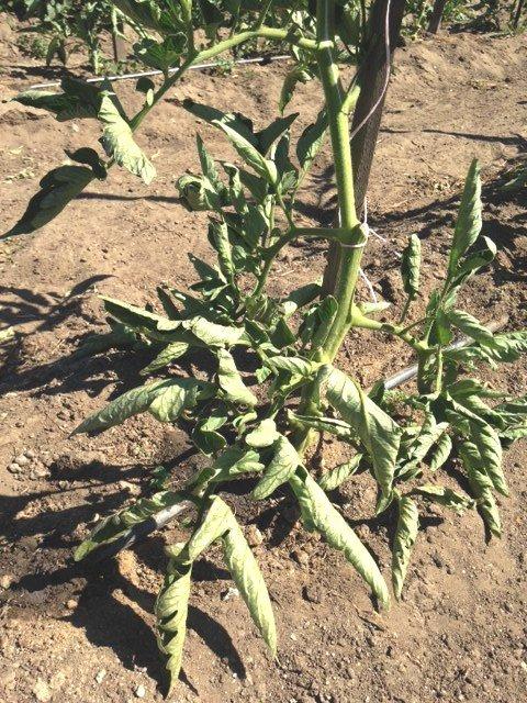 Five Strategies for Thwarting Viruses in the Greenhouse - Greenhouse Grower