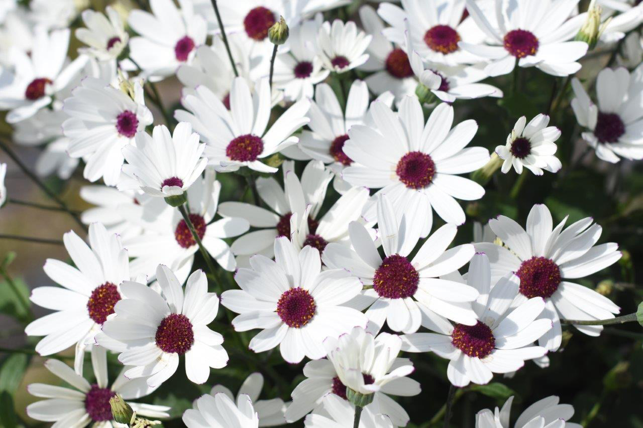 Time To Order Senetti Cuttings For Early Spring Crop - Greenhouse Grower