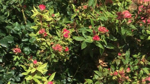 Researchers Aim to Quash Spread of Rose Rosette Disease - Greenhouse Grower
