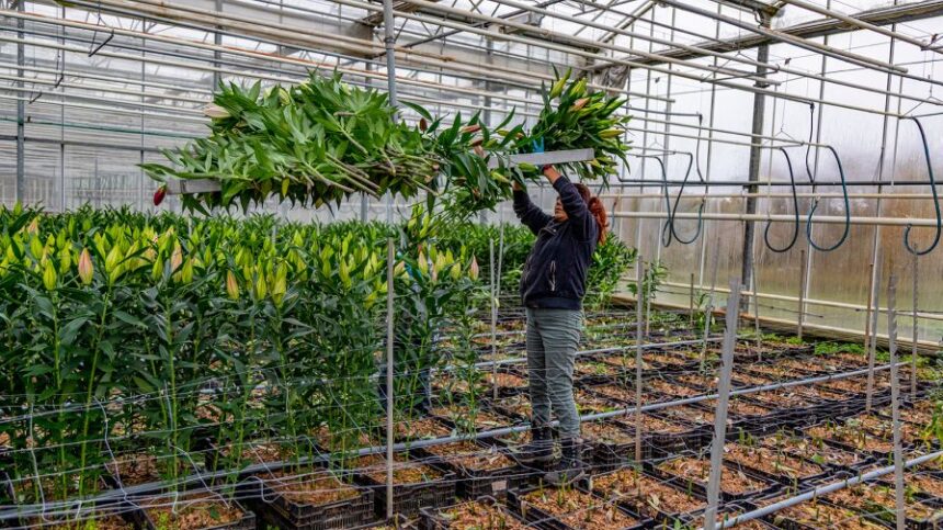 Protect Your Greenhouse Business from Worst-Case Scenarios - Greenhouse ...