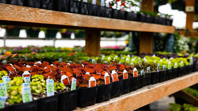 IPM Programs for Controlled Environment Agriculture - Greenhouse Grower