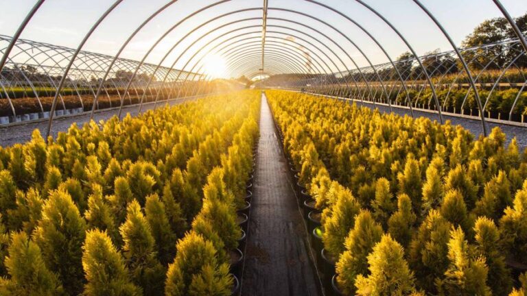 Petitti Family of Farms Makes Its Debut at MANTS - Greenhouse Grower