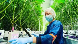 How Growers Benefit From a Cannabis-Specific Approach to Crop Steering ...