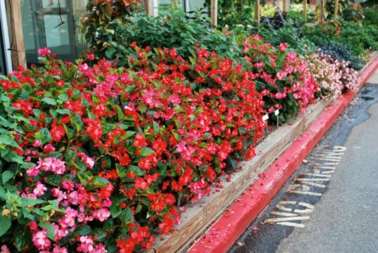 Learn Tips on Selecting the Right Begonias and Growing and Landscaping ...