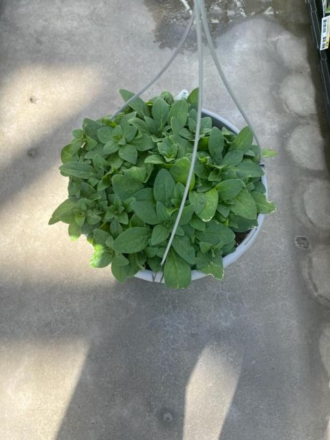 How to Keep Your Petunias Actively Growing in a Highly Controlled Way ...