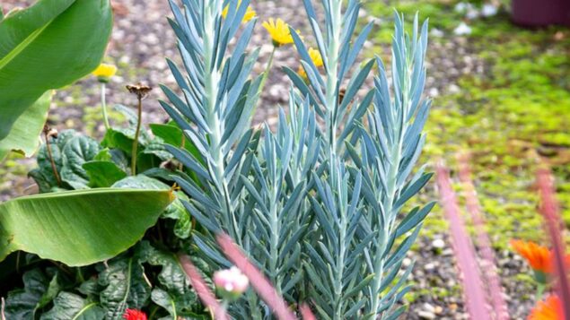 Sunset Plant Collection Offering Water Conservation Tips at California ...