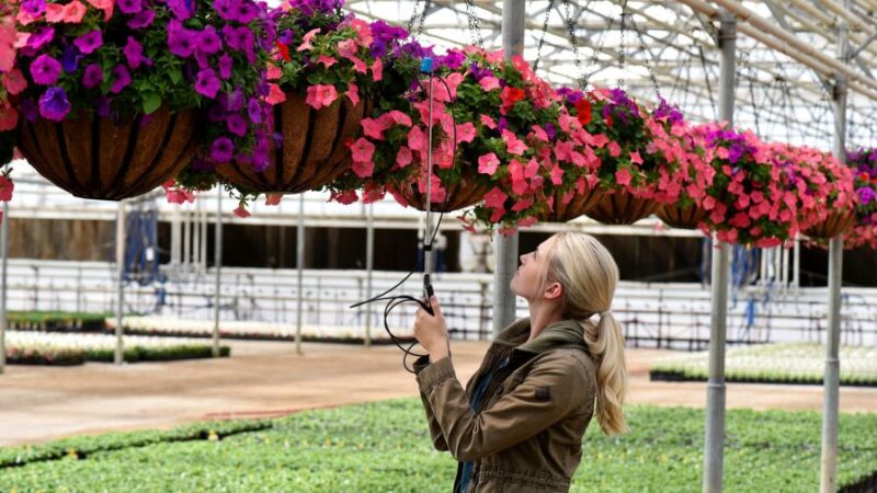 The Basics of Effective Greenhouse Light Management - Greenhouse Grower