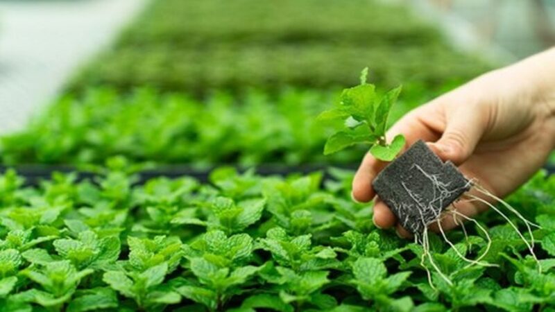 Oasis Grower Solutions Introduces New Precision Propagation Substrate ...