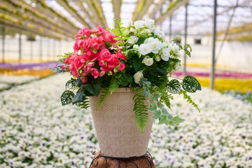 Growing With Purpose at Grand Flower Growers