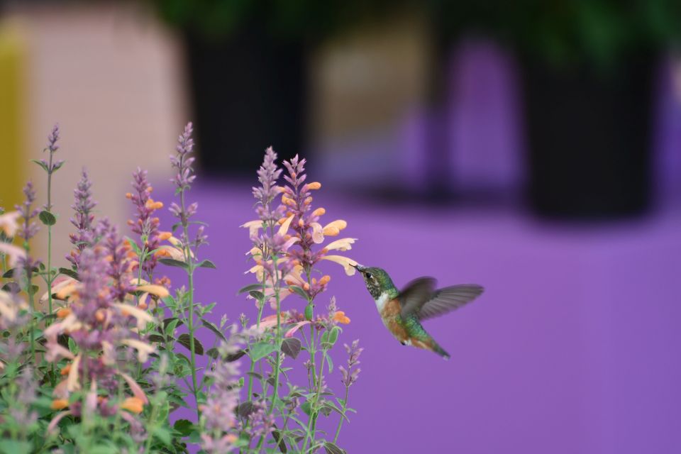 What Breeding Priorities Look Like in Plants